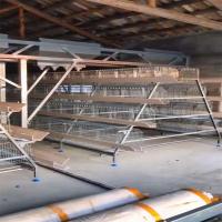 China Automatic Galvanized Steel Chicken Poultry Battery Cage with Manure Removal and Customizable Finishes for sale