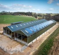 China Open-Sided Steel Frame Cattle Shed with Natural Ventilation and Galvanized Surface Coat for Large Scale Cow Farms for sale