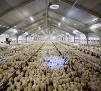 China Easy Installation Strong Snow Pressure Resistance Prefabricated Steel Structure Chicken Coop for Poultry Farming for sale