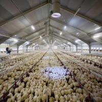 China Low Maintenance Cost Prefabricated Steel Structure Poultry House with Suitable Temperature Control for sale