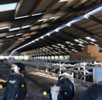 China Prefabricated Galvanized Steel Structure Cattle Shed Customizable Cow Barn for Livestock Farming for sale