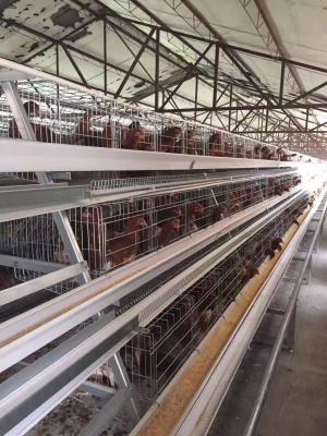 China KXD Automatic Battery Cages for Laying Hens - High-Cost-Effective Corrosion Resistant Poultry Layer Farm Equipment with Automated Egg Collection for sale