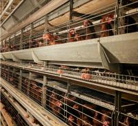 China H Section Steel Galvanized 4 Tiers Poultry Farm Cage for Chicken Layer and Broiler for sale