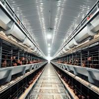 China H Section Steel Galvanized 4 Tiers Poultry Farm Cage for Chicken Layer and Broiler for sale