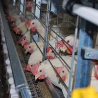 China H Section Steel Galvanized 4 Tiers Poultry Farm Cage for Chicken Layer and Broiler for sale