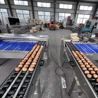 China Durable Design Poultry Feeding System with Easy Installation and Customizable Options for Efficient Farm Management for sale