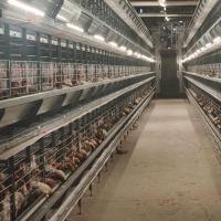 China Galvanized Steel Poultry Farming Equipment with Automatic Operation and High Efficiency Auto Feeding System for sale