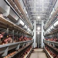 China Durable Design Poultry Feeding System with Easy Installation and Customizable Options for Efficient Farm Management for sale