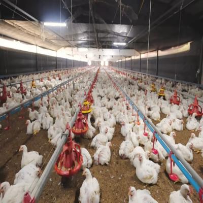 China Durable Design Poultry Feeding System with Easy Installation and Customizable Options for Efficient Farm Management for sale