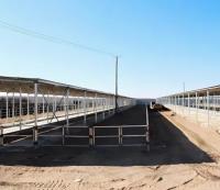 China Hot-DIP Galvanized Steel Structure Cow Shelter with Customizable Span and Earthquake Resistant Design for sale