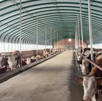 China Hot-DIP Galvanized Steel Structure Cow Shelter with Customizable Span and Earthquake Resistant Design for sale
