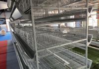 China Hot-Dip Galvanized Layer Cage System with Multi-Tier Design and Automatic Feeding Machine for Poultry Farming for sale