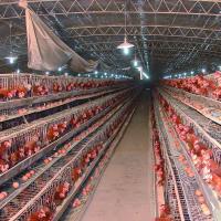 China Smart Climate Control High-Efficiency Poultry House with Automated Feeding & Watering for Chicken Farms for sale
