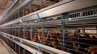 China Modular H Type Chicken Egg Layer Cage with Hot-dipped Galvanization and Automatic Feeding System for sale