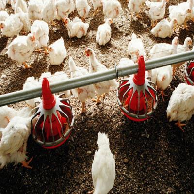 China Smart Climate Control High-Efficiency Poultry House with Automated Feeding & Watering for Chicken Farms for sale