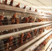 China Fast Deployment High-Strength Steel Poultry House with Modular Assembly for Automatic Chicken Farming for sale