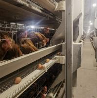 China Smart Control High-Efficiency Modular Poultry House for Automated Chicken Farm Structure for sale