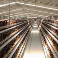 China Smart Control High-Efficiency Modular Poultry House for Automated Chicken Farm Structure for sale
