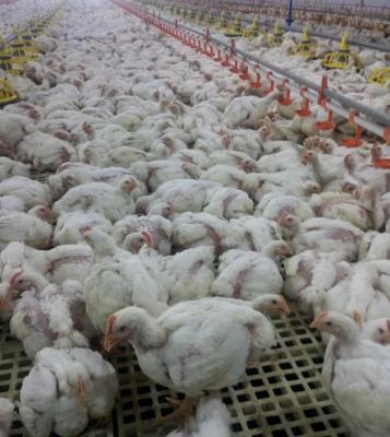 China Broiler Farming Floor Raising System with Automatic Feeding Pans and Corrosion-Resistant Nipple Drinkers for Humidity Control for sale