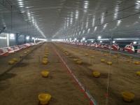 China Broiler Farming Floor Raising System with Automatic Feeding Pans and Corrosion-Resistant Nipple Drinkers for Humidity Control for sale