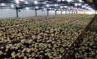 China Broiler Farming Floor Raising System with Automatic Feeding Pans and Corrosion-Resistant Nipple Drinkers for Humidity Control for sale