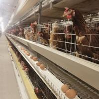 China Large Scale 10000 Birds Hot Dip Galvanized Poultry Chicken Cage with Automated Feeding System for sale