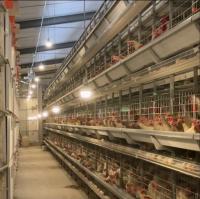 China Large Scale 10000 Birds Hot Dip Galvanized Poultry Chicken Cage with Automated Feeding System for sale