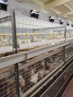 China Hot-Dip Galvanized Steel Broiler Cage System with 50-Year Warranty and Automatic Feeding System for Poultry Farming for sale