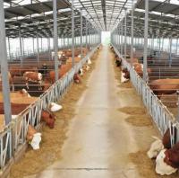 China Quick Installation Prefab Steel Structure Cattle House with 30 Years Warranty and Bolt Connection for sale