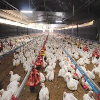 China Efficient Modular Poultry Farm Construction with Galvanized Steel Long-lasting Fast Assembly for sale
