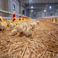 China Efficient Modular Poultry Farm Construction with Galvanized Steel Long-lasting Fast Assembly for sale