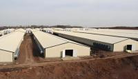 China Weather-Resistant Hot-Dip Galvanized Steel Structure Building with Modular Design and 20+ Years Lifespan for Poultry Farm Shed for sale