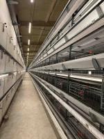 China Modular Frame Layer Cage System with Automatic Egg Collection and Corrosion Resistant Design for Poultry Farming for sale