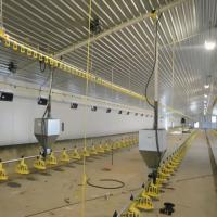 China Efficient Modular Poultry Farm Construction with Galvanized Steel Long-lasting Fast Assembly for sale