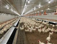 China Natural Lighting Deformation Resistance Prefabricated Steel Structure Chicken House for sale