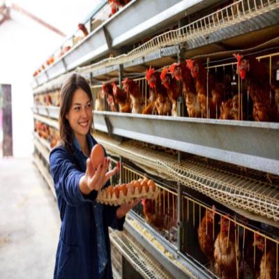 China Efficient Modular Poultry Farm Construction with Galvanized Steel Long-lasting Fast Assembly for sale