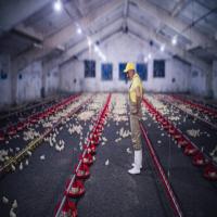 China Labor-Saving Integrated Poultry House with Automated Feeding System, Forced Ventilation, and High Energy Efficiency for sale