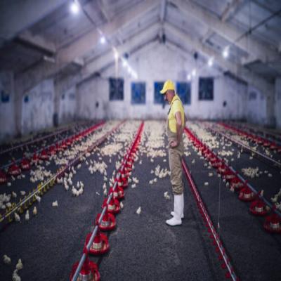 China Labor-Saving Integrated Poultry House with Automated Feeding System, Forced Ventilation, and High Energy Efficiency for sale