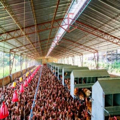 China Cost-Saving Corrosion Resistant Modular Steel Poultry Farm Construction for Broiler Farming for sale