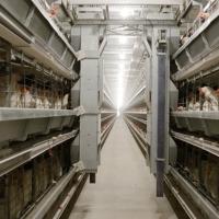 China Hot-DIP Galvanized Wind and Rain Resistant Poultry House Equipment with Integrated Nipple Drinker Line for sale