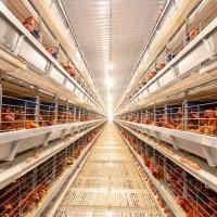 China Hot-DIP Galvanized Wind and Rain Resistant Poultry House Equipment with Integrated Nipple Drinker Line for sale