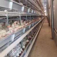 China Hot-dip Galvanized Automatic Feeding Corrosion Resistant Poultry Cage for Layer Chicken Farming for sale