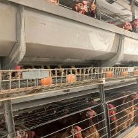 China Hot-dip Galvanized Automatic Feeding Corrosion Resistant Poultry Cage for Layer Chicken Farming for sale