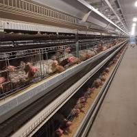 China Hot-dip Galvanized Automatic Feeding Corrosion Resistant Poultry Cage for Layer Chicken Farming for sale