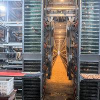 China Hot-dip Galvanized Automatic Feeding Corrosion Resistant Poultry Cage for Layer Chicken Farming for sale