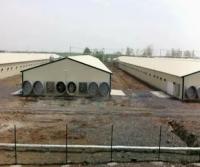 China Hot-Dip Galvanized Steel Poultry House with Automatic Feeding System and Customizable Size for sale