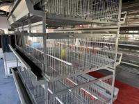 China Hot-dip Galvanized Automatic Broiler Chicken Cage System with Adjustable Vents and Corrosion Resistant Design for sale