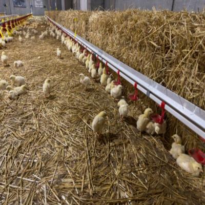 China Anti-Corrosive Hot-Dip Galvanized Steel Poultry House with Customizable Design for Broiler and Layer Chicken for sale