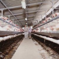 China Prefabricated Rigid Frame Poultry House with H Section Steel, Adjustable Vents, and Hot-Dip Galvanized Coating for sale