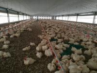 China Prefabricated Rigid Frame Poultry House with H Section Steel, Adjustable Vents, and Hot-Dip Galvanized Coating for sale